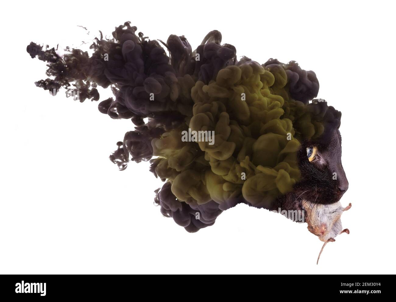 Dust mouse hi-res stock photography and images - Alamy