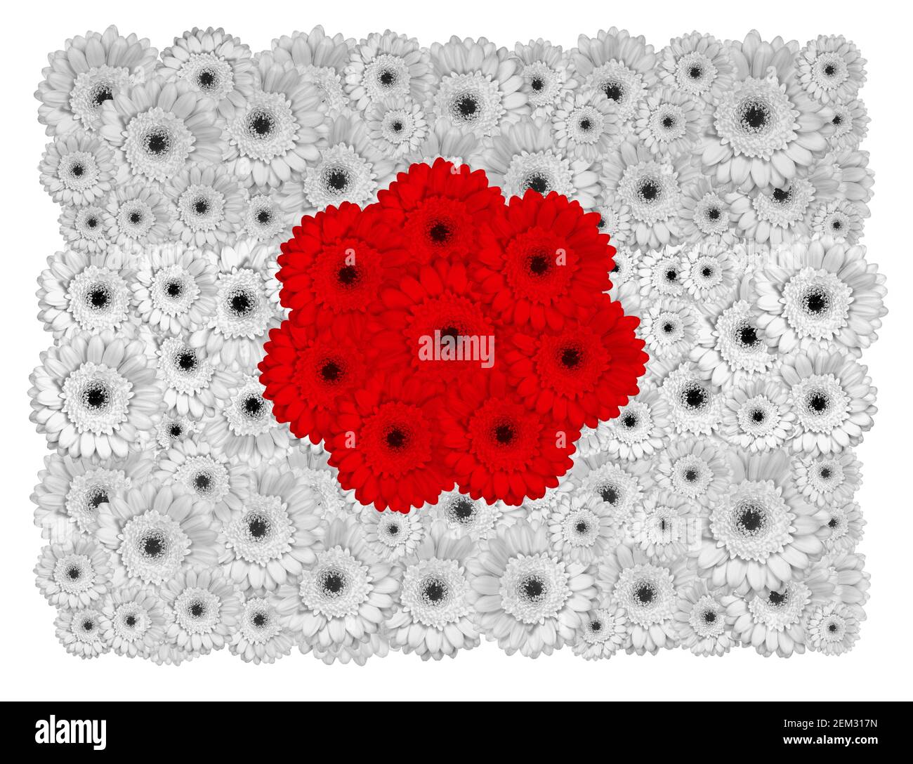 Japanese flag made of gerbera flowers, isolated on white Stock Photo ...