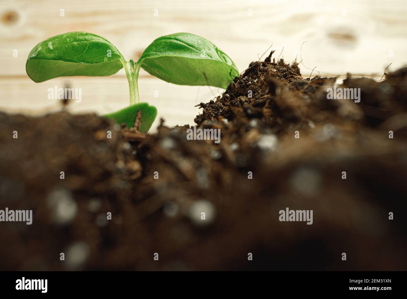 Small sprout of a growing plant in soil close up Stock Photo - Alamy