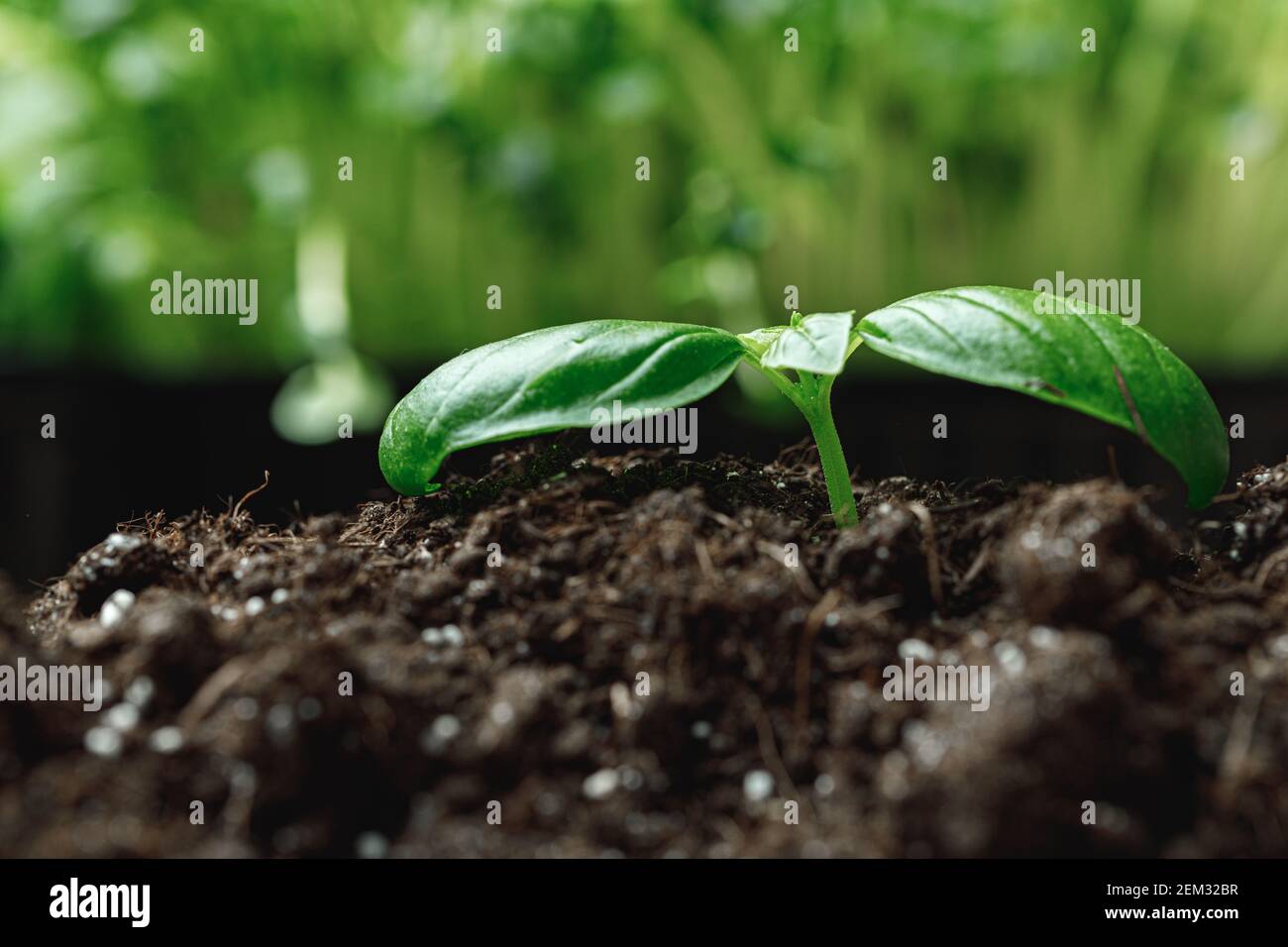 Small sprout of a growing plant in soil close up Stock Photo - Alamy