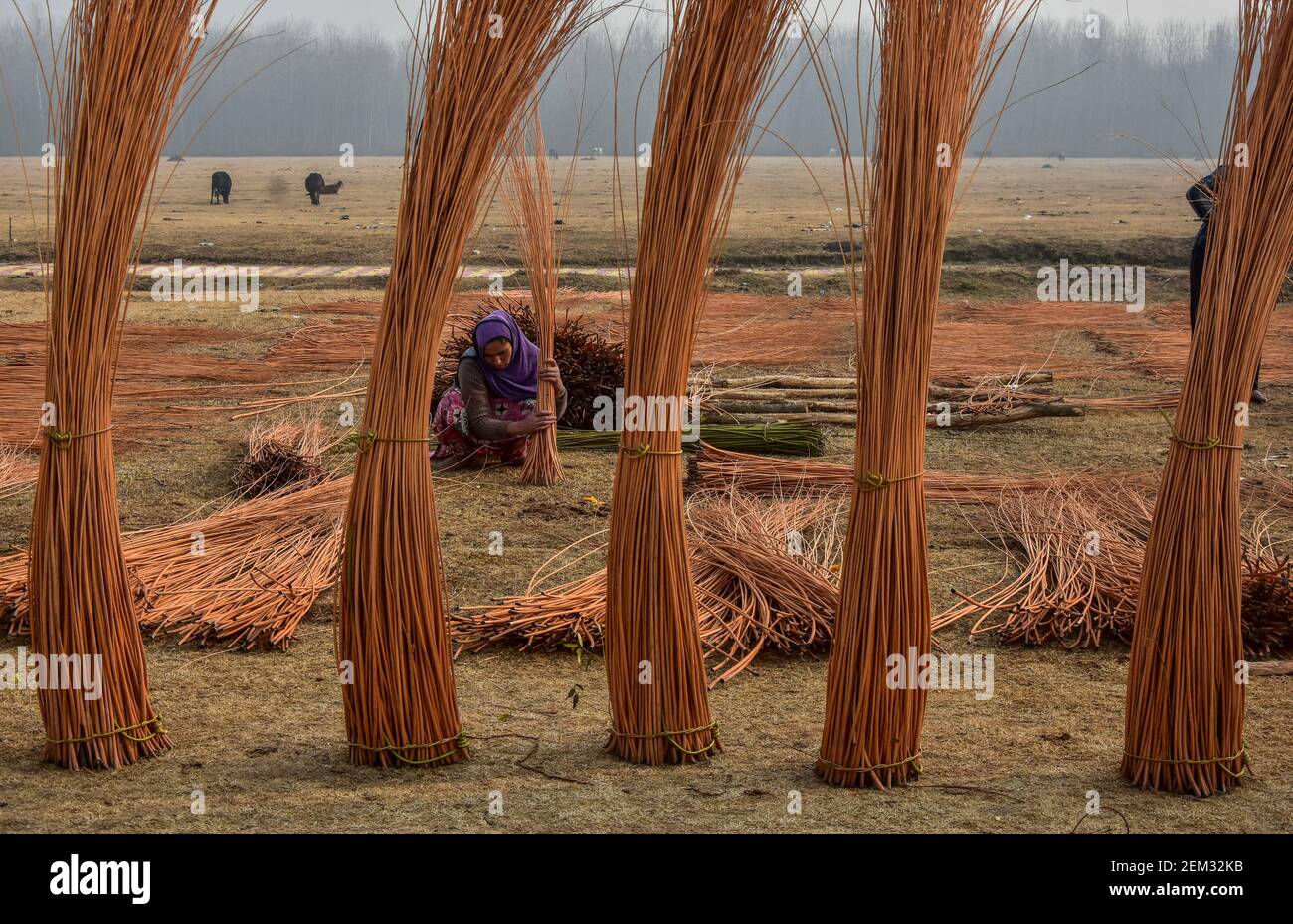 A Kashmiri woman assembles twigs for sun-drying to make "Kangris ...