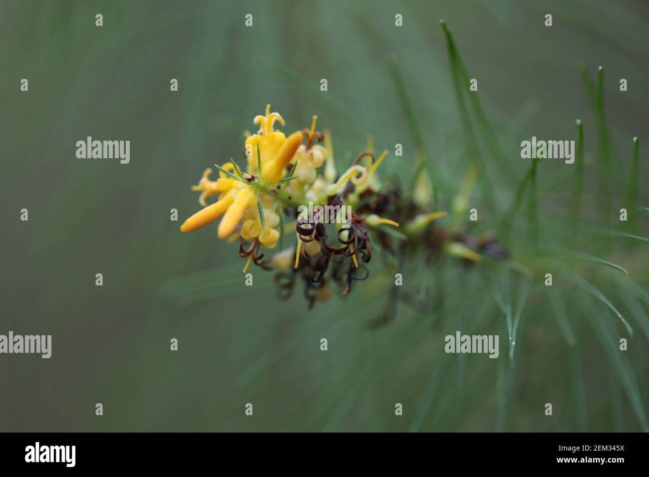 The yellow flowers of the narrow-leaved geebung (Persoonia linearis ...