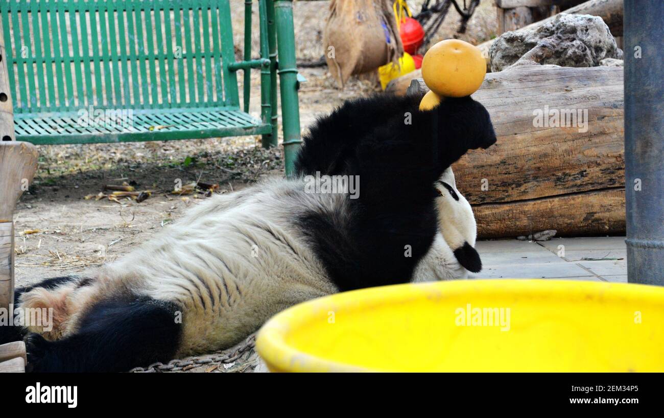 A giant panda plays a calabash offered by breeder by imitating drinking ...