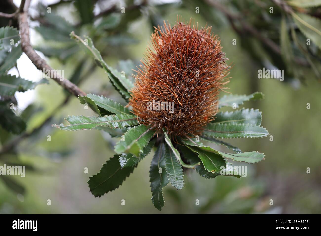 Old man banksia tree hi-res stock photography and images - Alamy
