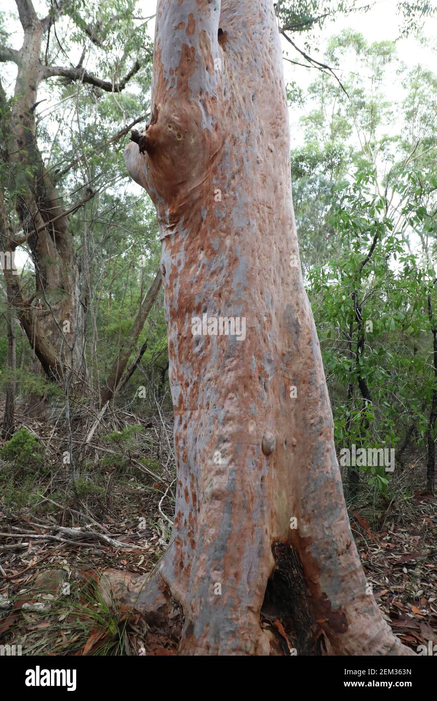 Angophora costata, commonly known as Sydney red gum or smooth-barked ...