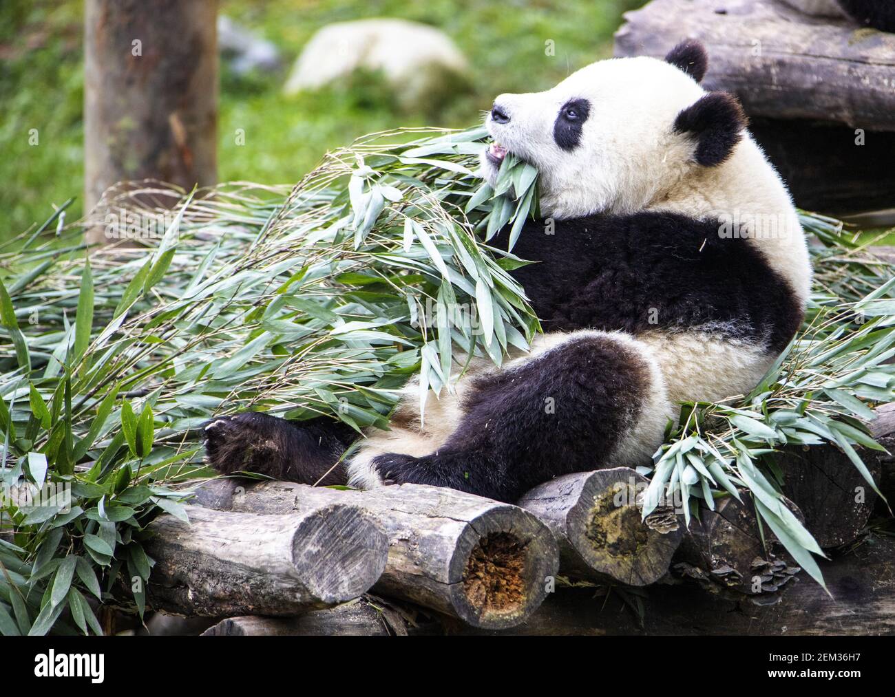 The panda is playing at the China Giant Panda Protection and Research ...