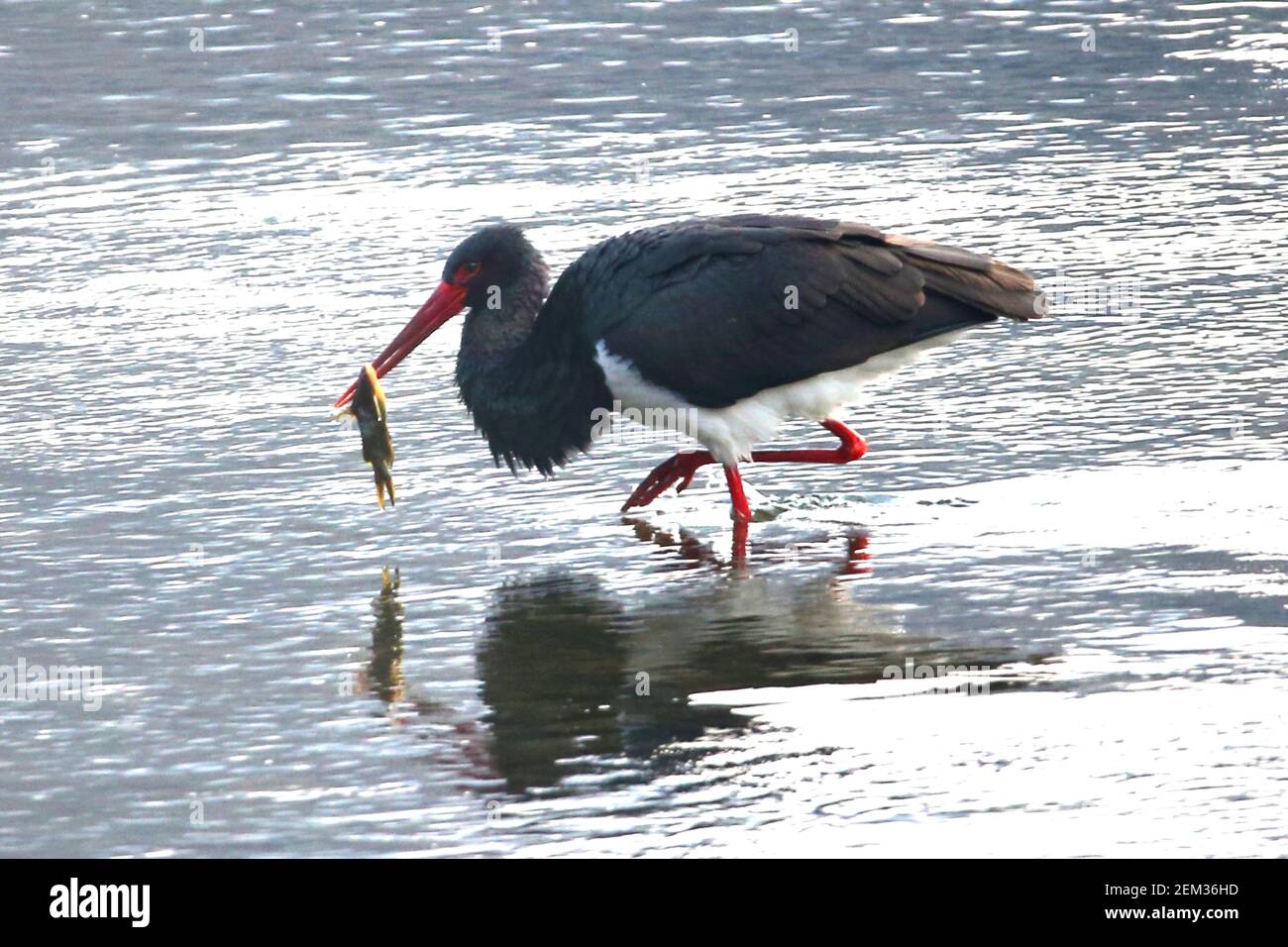 The first class national protected wild animal black storks are finding ...
