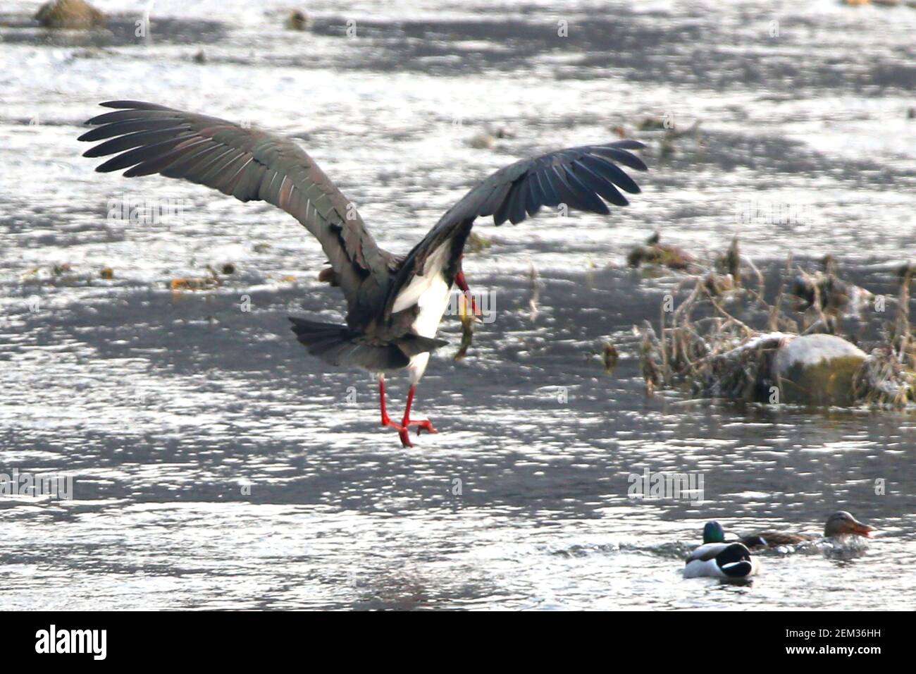 The first class national protected wild animal black storks are finding ...