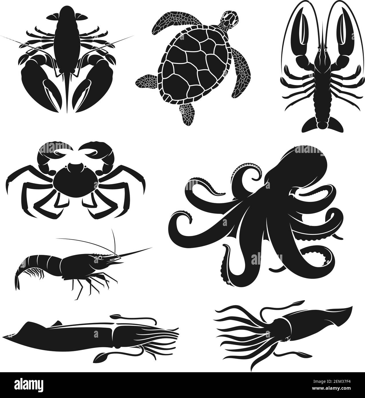 Cuttlefish species Stock Vector Images - Alamy