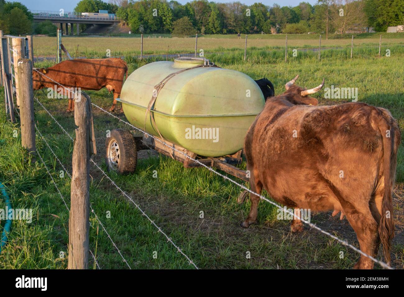 Water tank and water point in a pasture with brown cows Stock Photo - Alamy