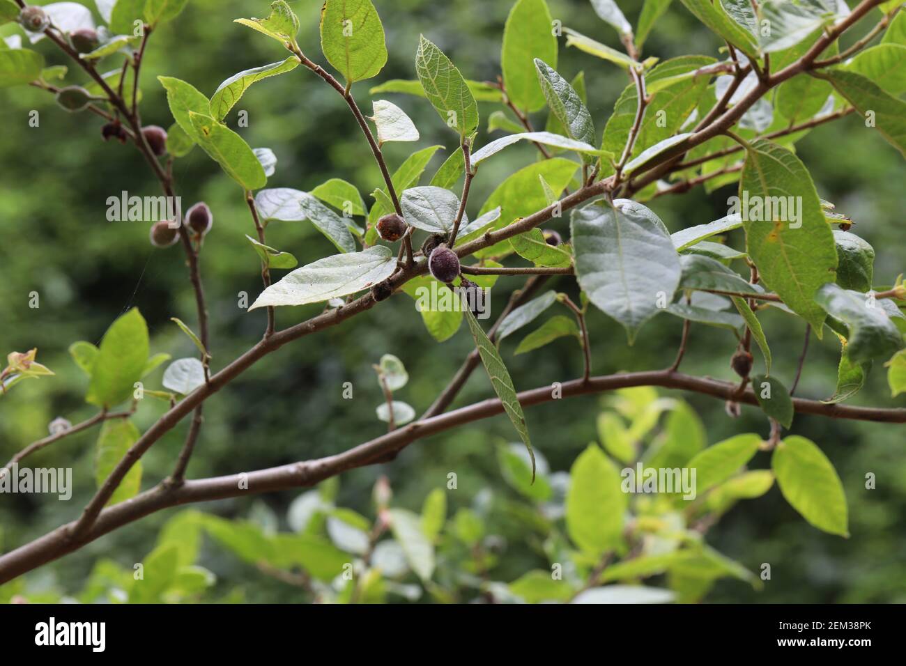 Ficus coronata, commonly known as the sandpaper fig or creek sandpaper ...