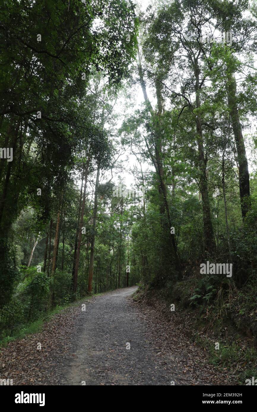 Part of the Great North Walk through Lane Cove National Park at South ...