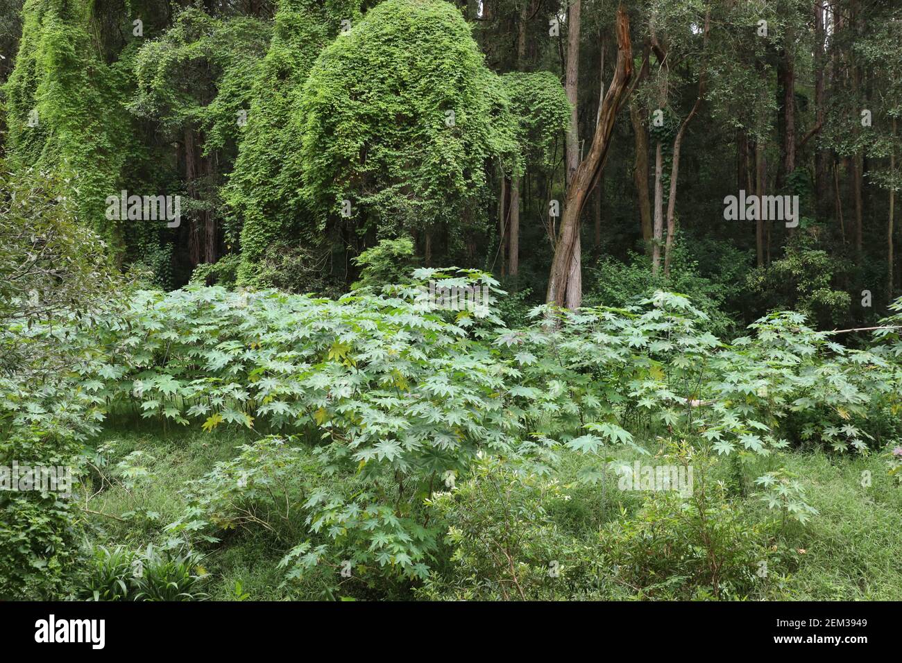 Part of the Great North Walk through Lane Cove National Park at South ...