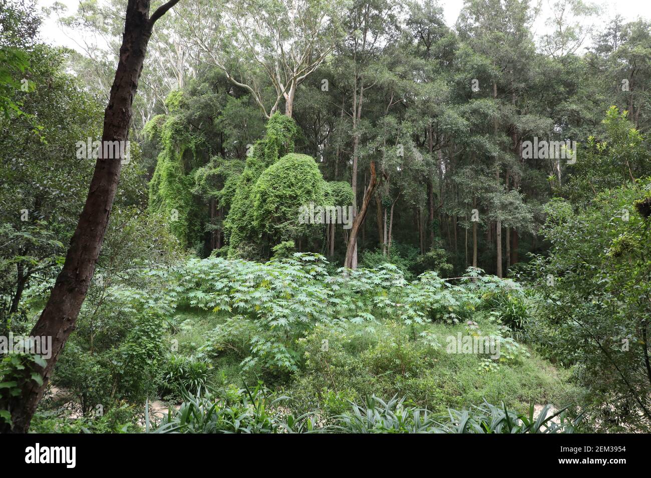 Part of the Great North Walk through Lane Cove National Park at South ...