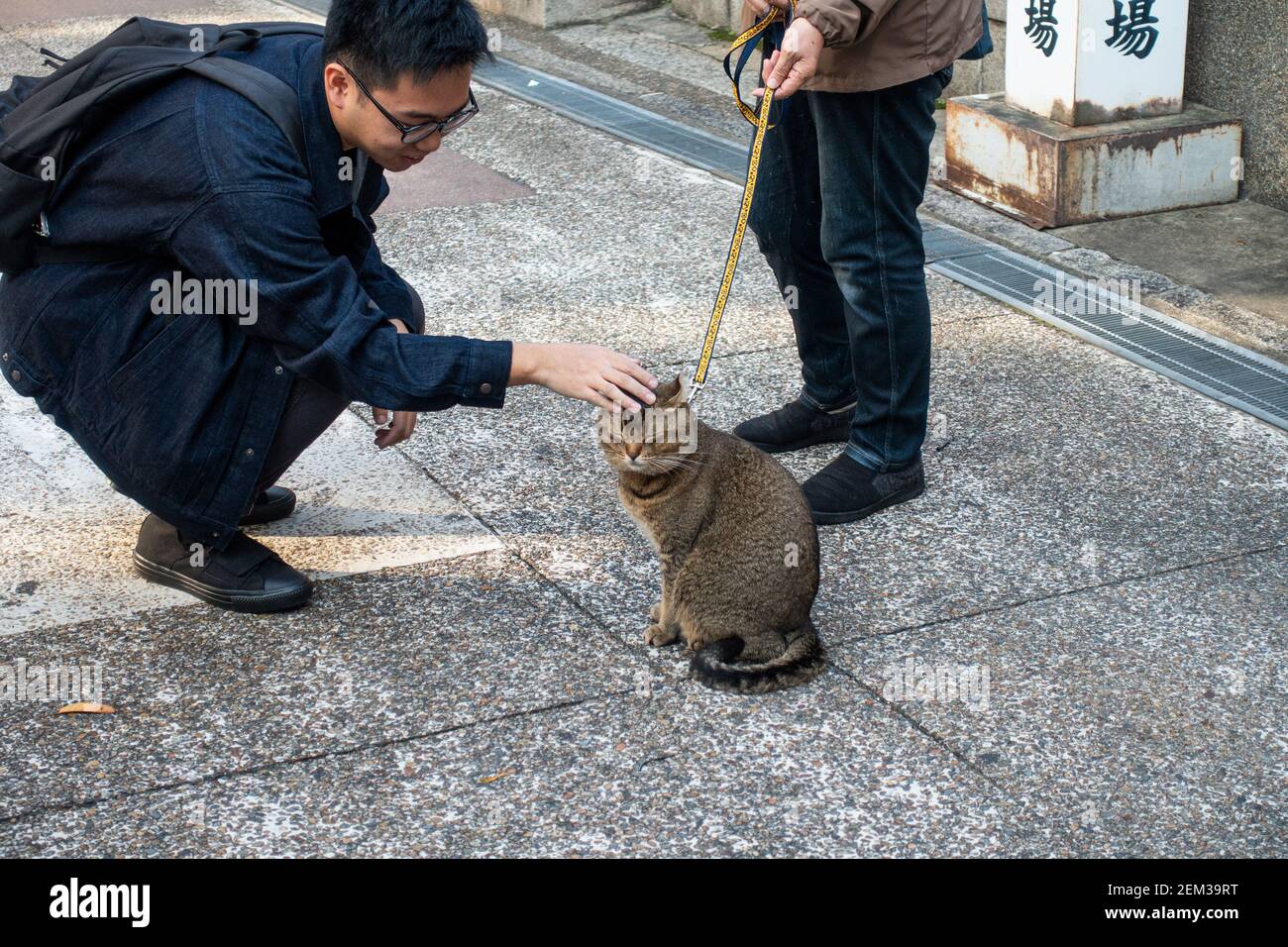 Japan Kyoto Man Cat Street scene Stock Photo - Alamy