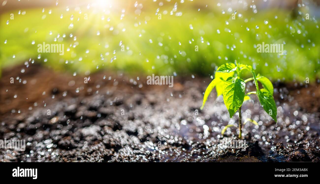 New sprout hi-res stock photography and images - Alamy