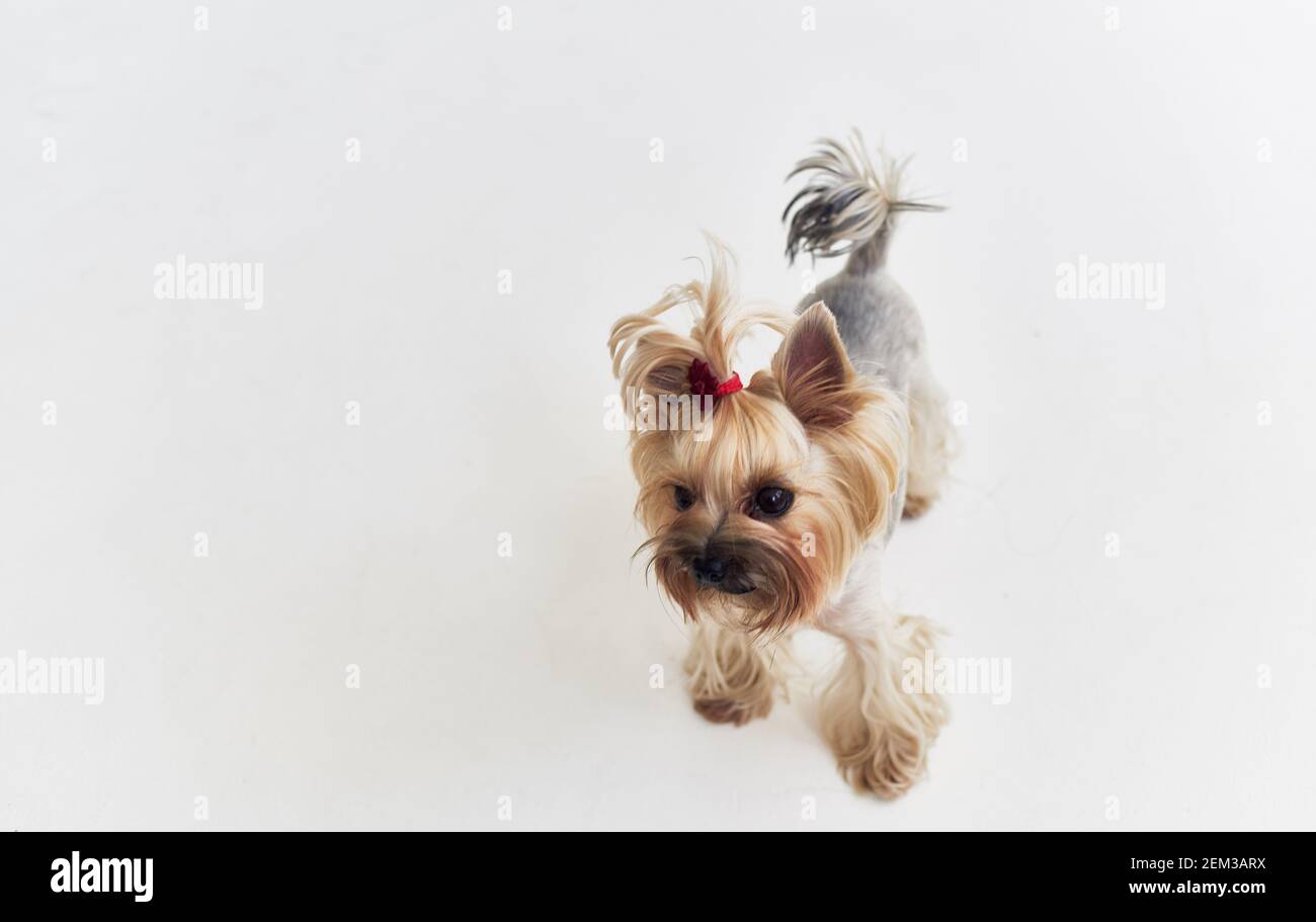 purebred small dog yorkshire terrier white background pet grooming ...