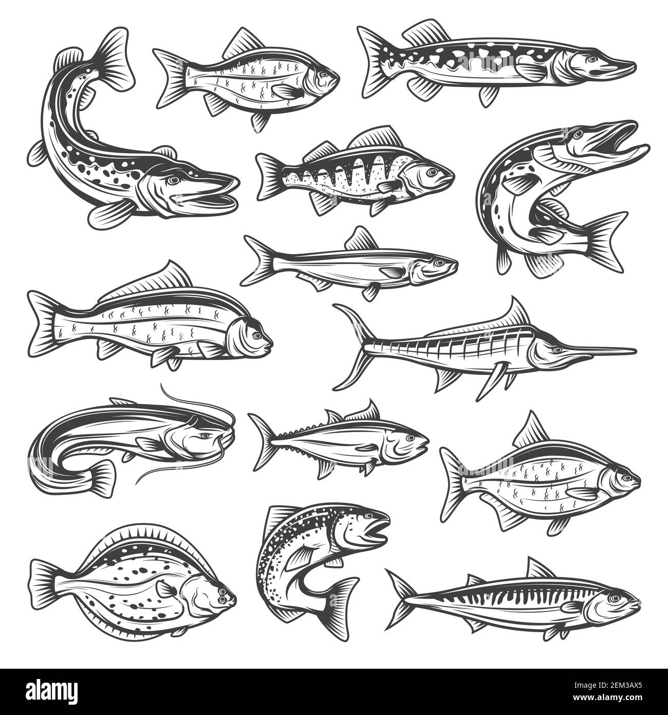 Vector fish species, ocean, sea and freshwater. Fishing sport theme ...