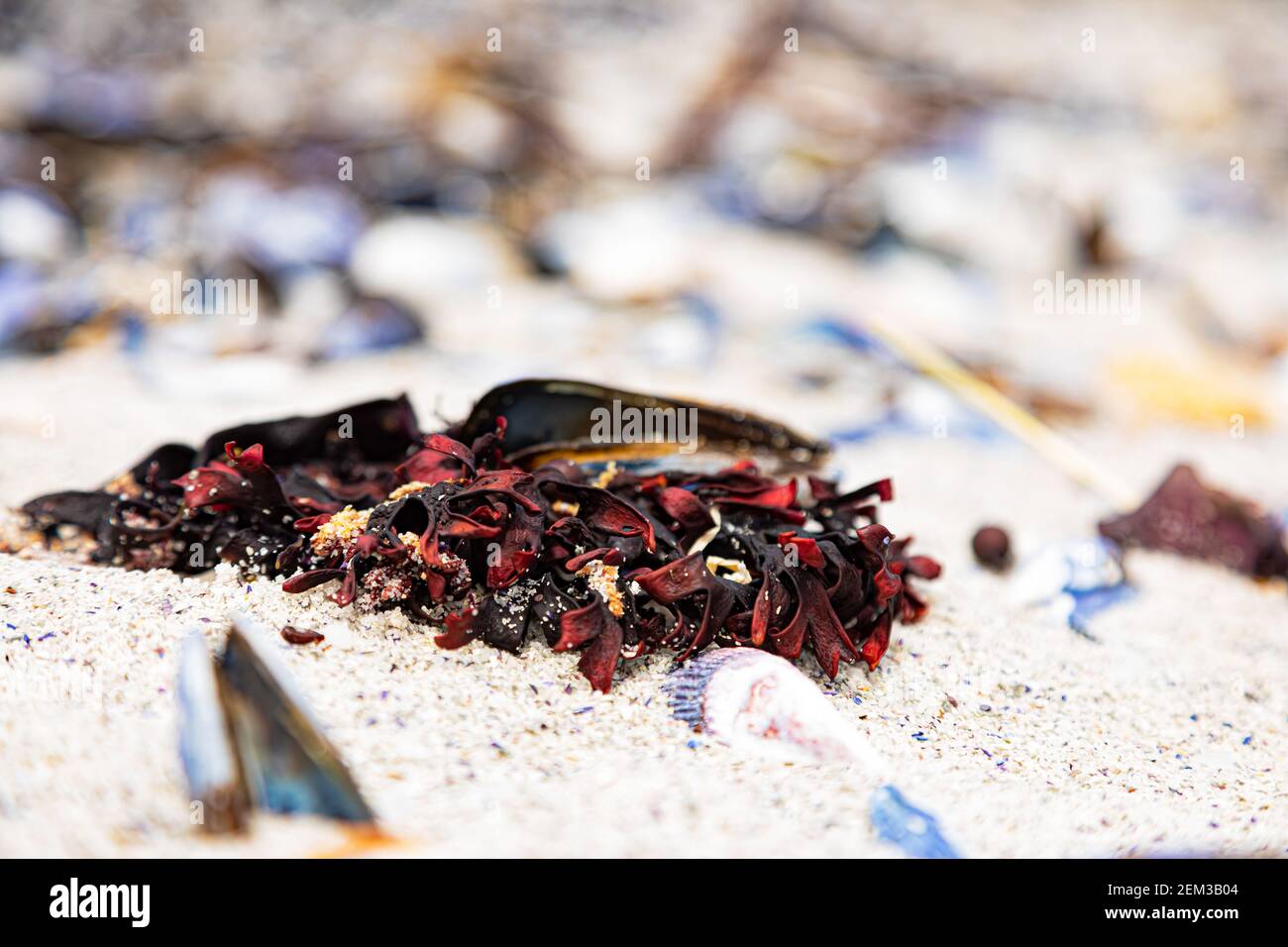 Broken Mussel shells washed up on a beach on the Western seaboard of ...