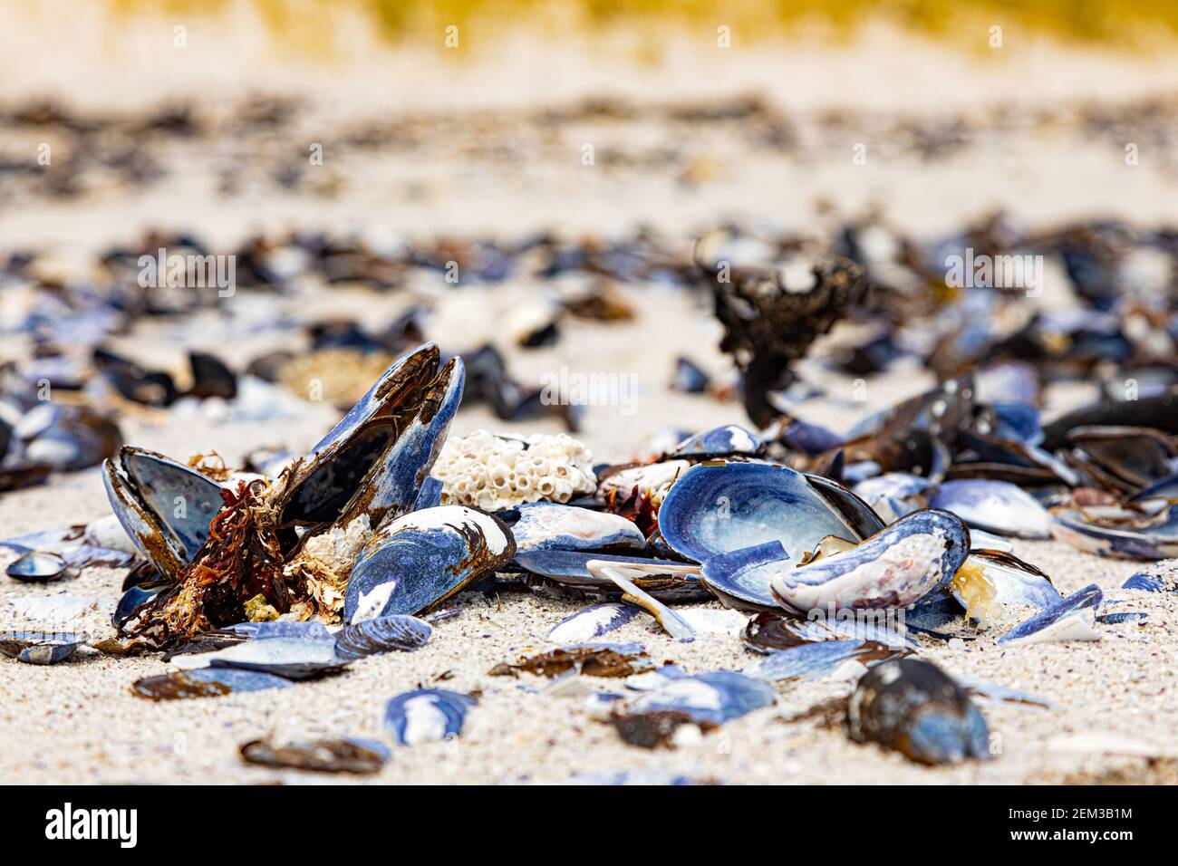 Broken Mussel shells washed up on a beach on the Western seaboard of ...