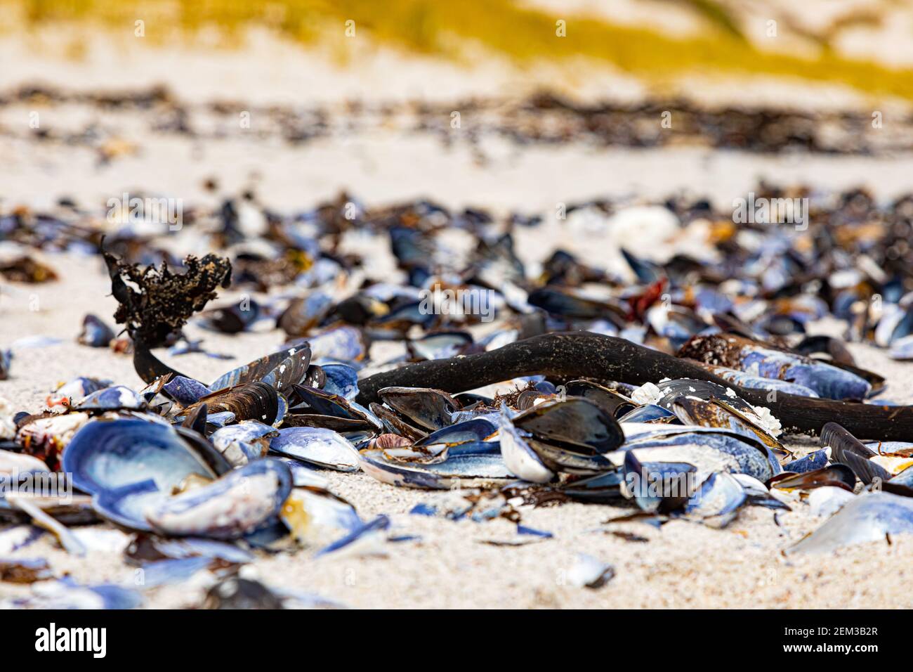Broken Mussel shells washed up on a beach on the Western seaboard of ...