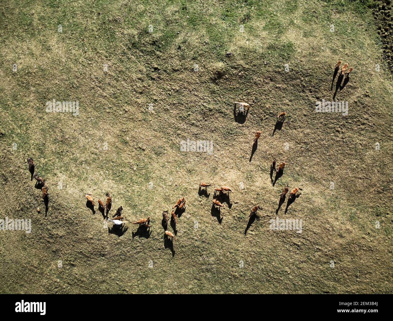 Kazakhstan horse ranch hi-res stock photography and images - Alamy