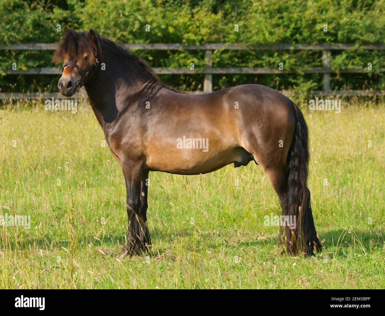 A stunning Exmoor stallion staniding side on, showing off his excellent ...