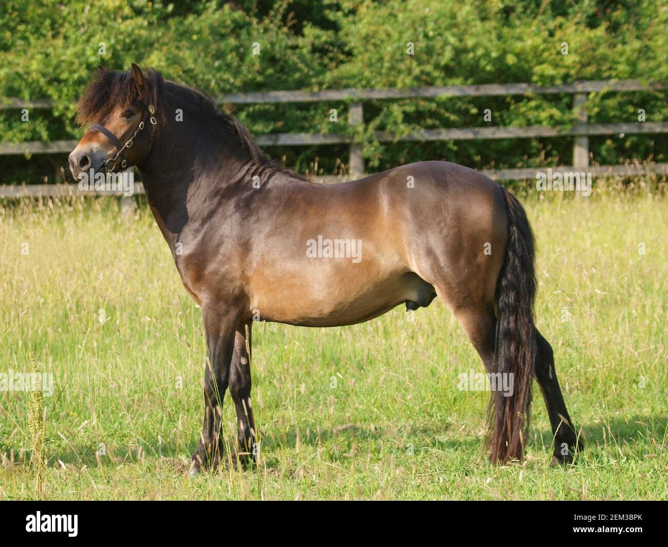 A stunning Exmoor stallion staniding side on, showing off his excellent ...