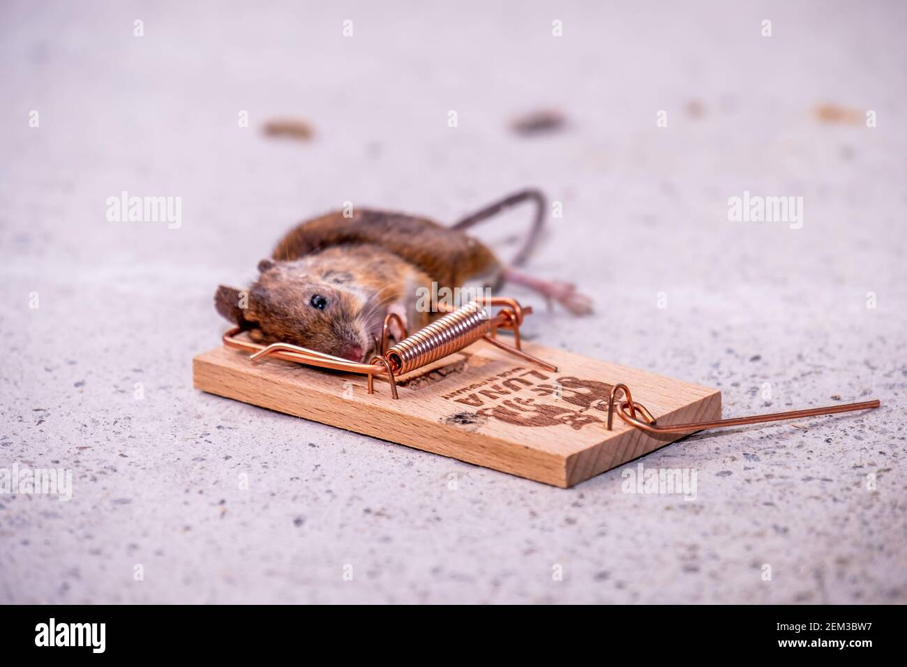Mice invasion hi-res stock photography and images - Alamy