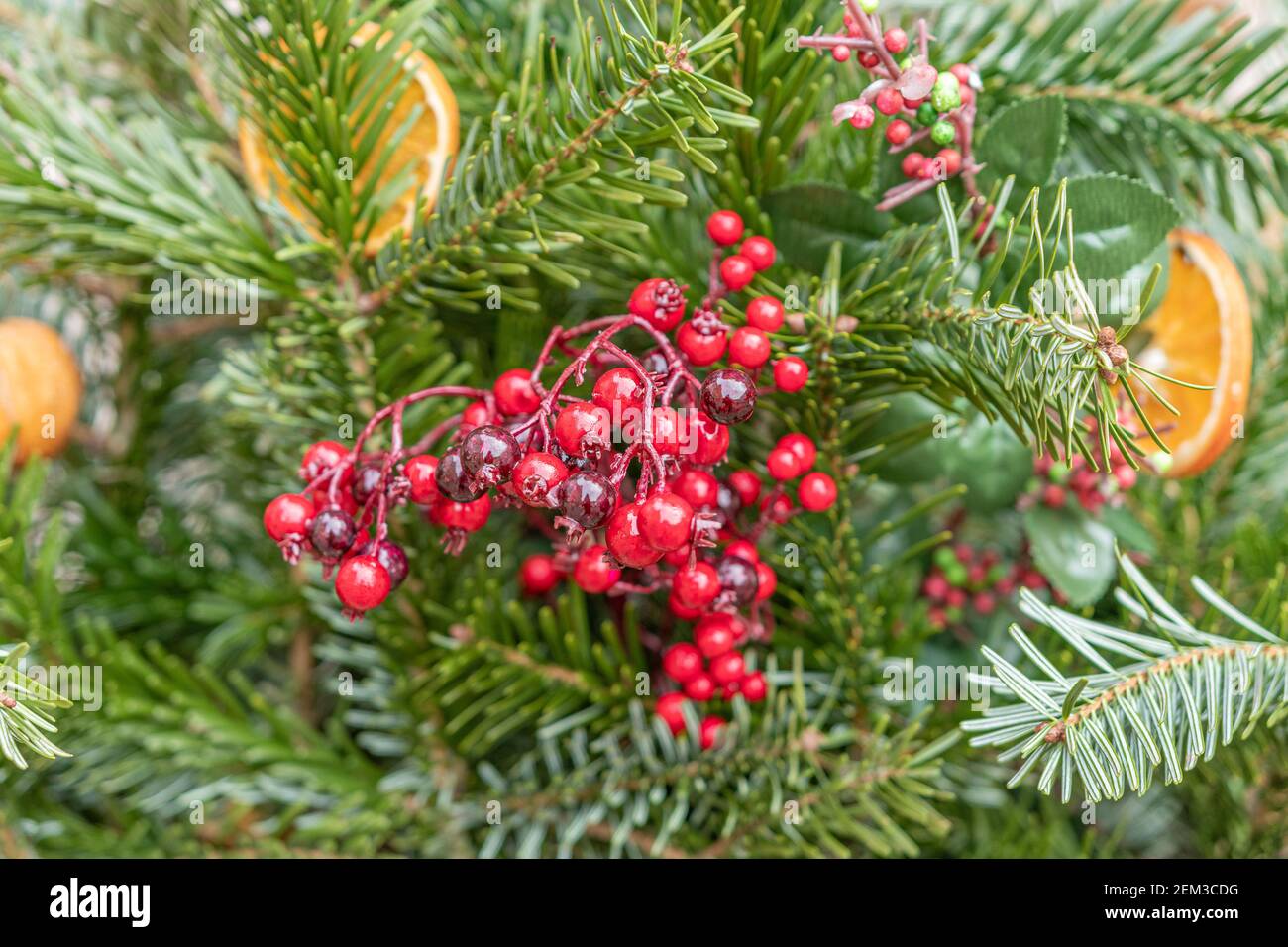 Pine tree berries hi-res stock photography and images - Alamy