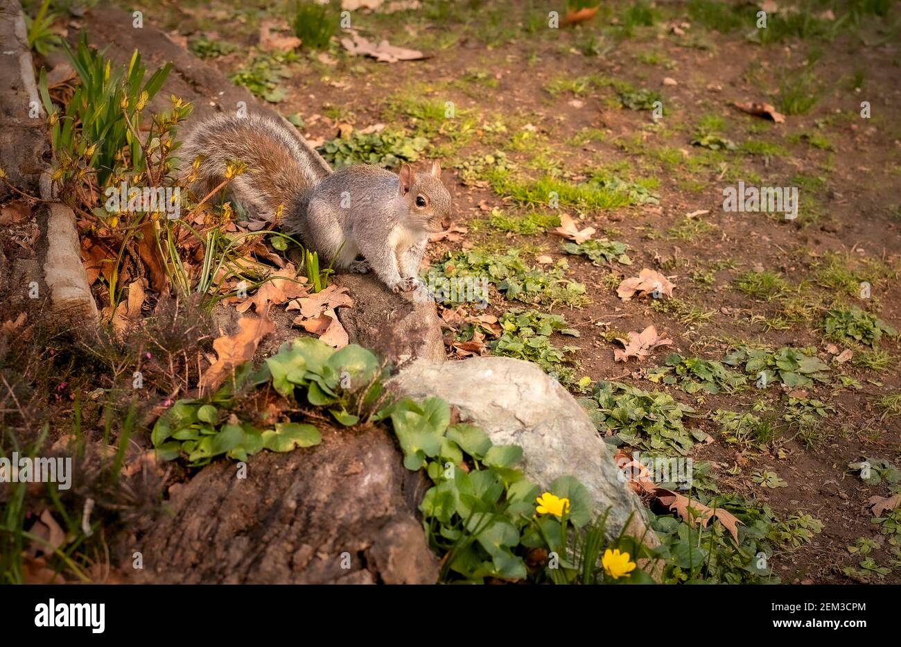 The eastern gray squirrel (Sciurus carolinensis Stock Photo - Alamy