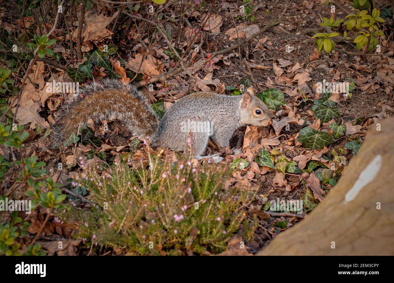 Specie aliena hi-res stock photography and images - Alamy