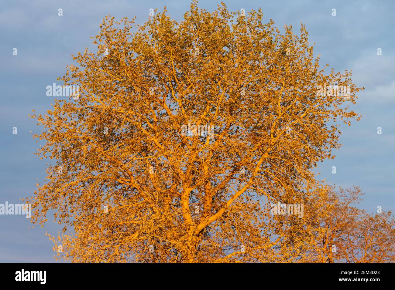 large tree with a round crown at sunset Stock Photo - Alamy