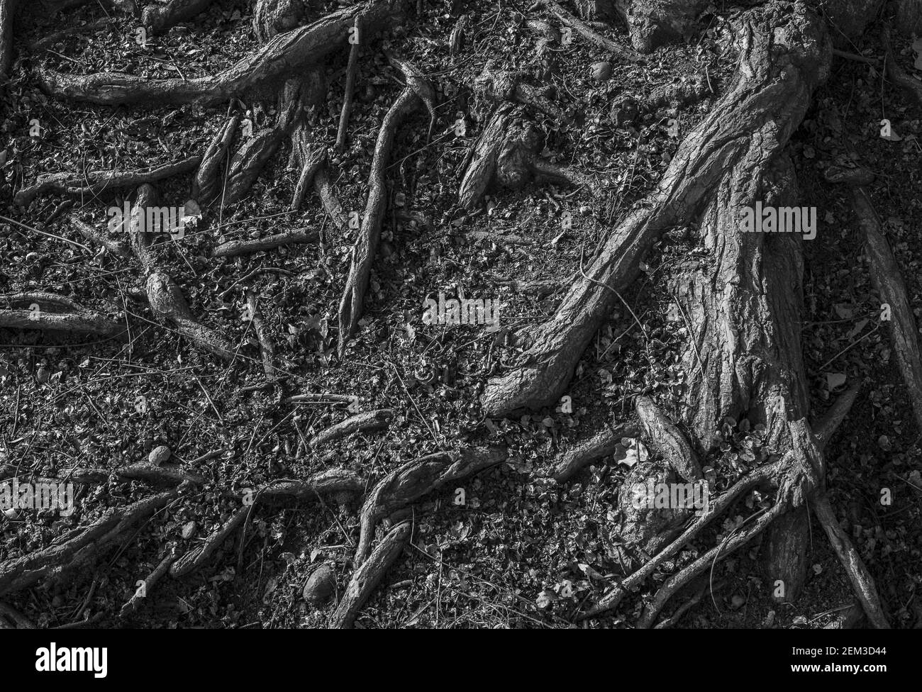 Nature black tree hi-res stock photography and images - Alamy
