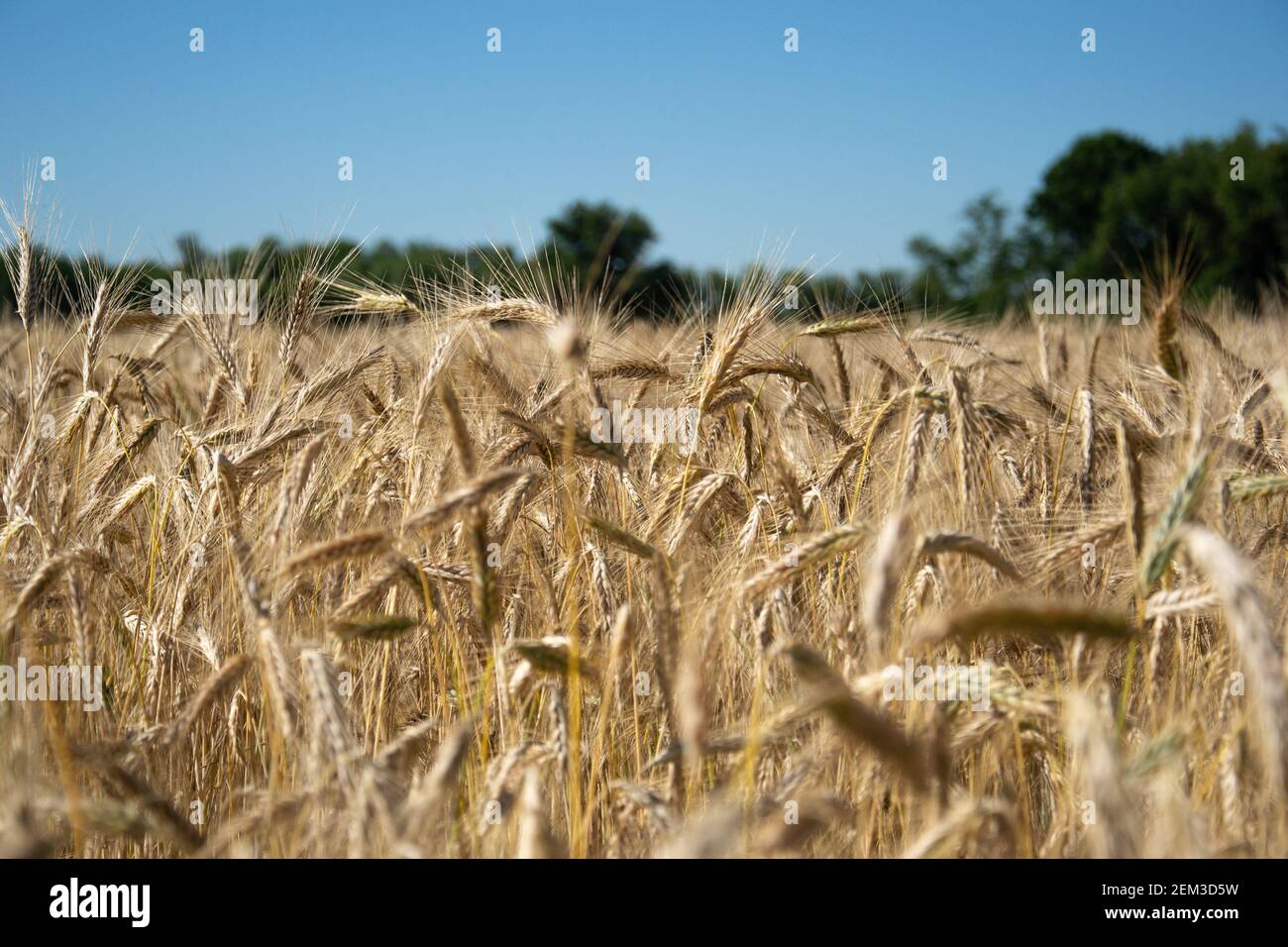 Golden corn gluten hi-res stock photography and images - Alamy