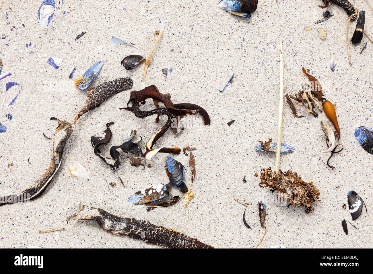 Broken Mussel Shells High Resolution Stock Photography and Images - Alamy