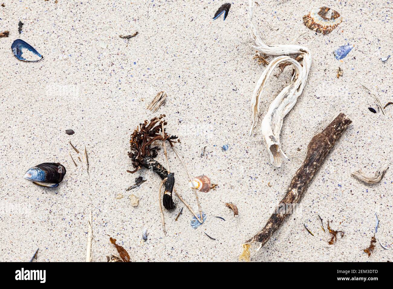 Broken Mussel shells washed up on a beach on the Western seaboard of ...