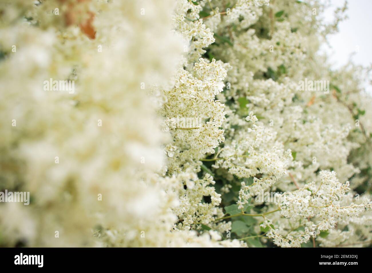 Florsheim dalsheim hi-res stock photography and images - Alamy