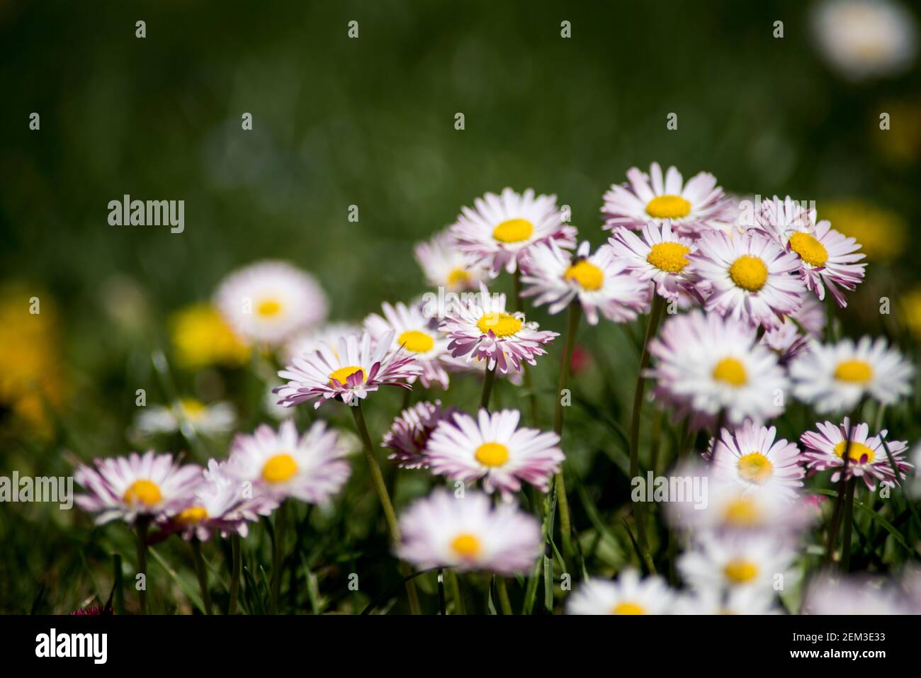 Colorful flowers in spring Stock Photo - Alamy