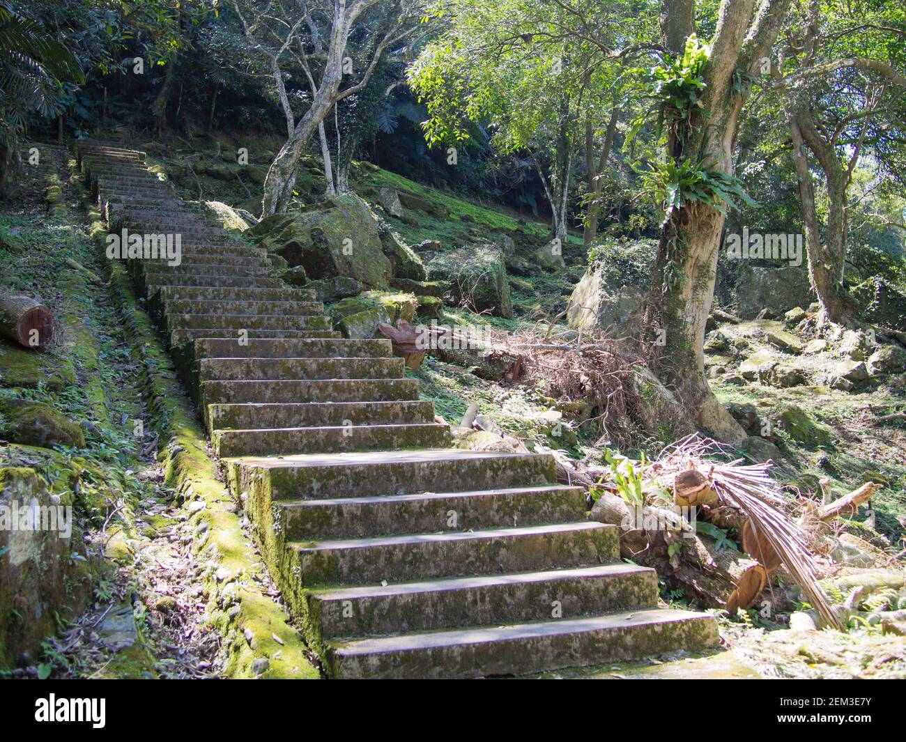 A peaceful and tranquil hiking path with a stone staircase Stock Photo ...