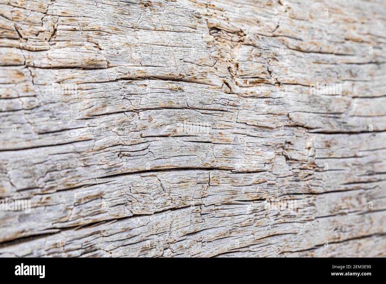Macro close-up texture of a wood grain of large driftwood log Stock ...