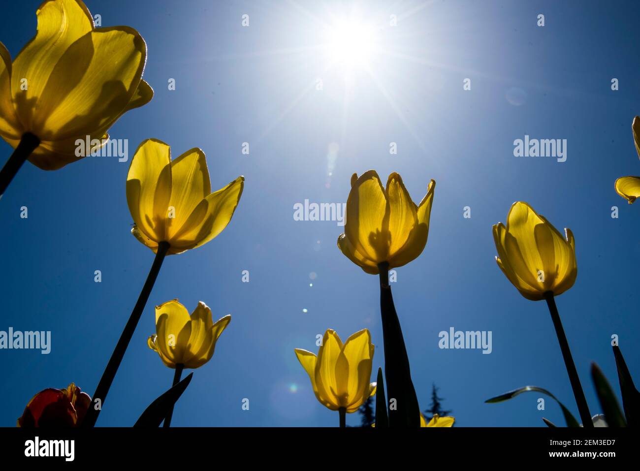 Colorful flowers in spring Stock Photo - Alamy
