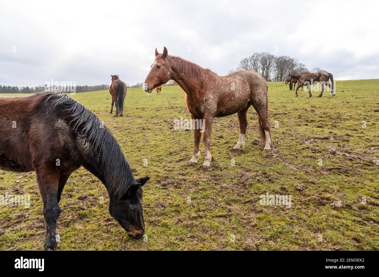 Domestic horse horses in a muddy paddock hi-res stock photography and ...