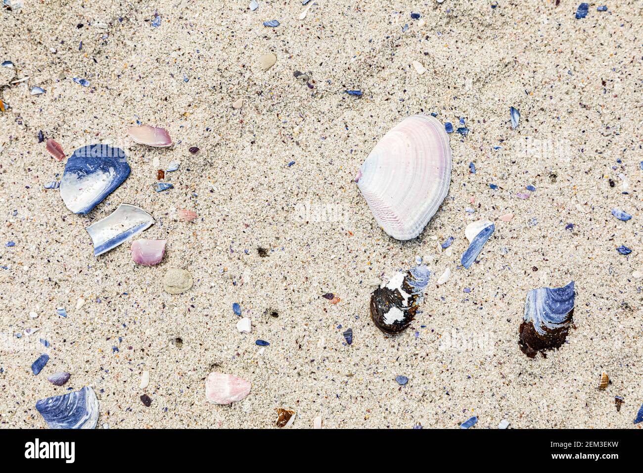 Broken Mussel shells washed up on a beach on the Western seaboard of ...