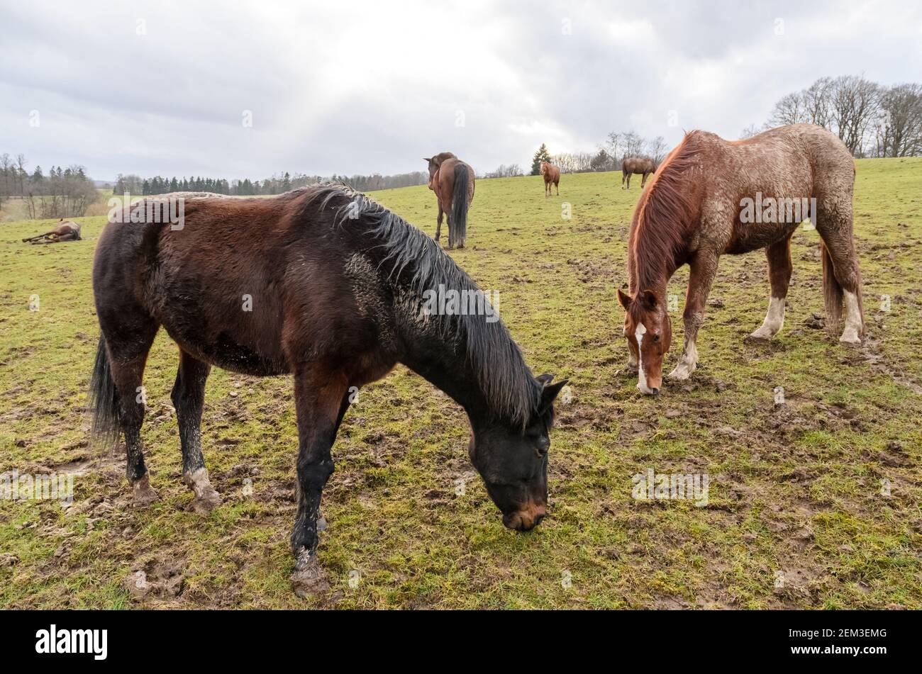 Horses in muddy paddock hi-res stock photography and images - Alamy