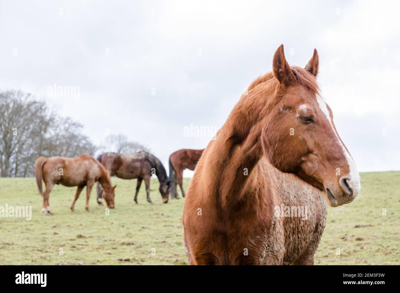 White spot on horse head hi-res stock photography and images - Alamy