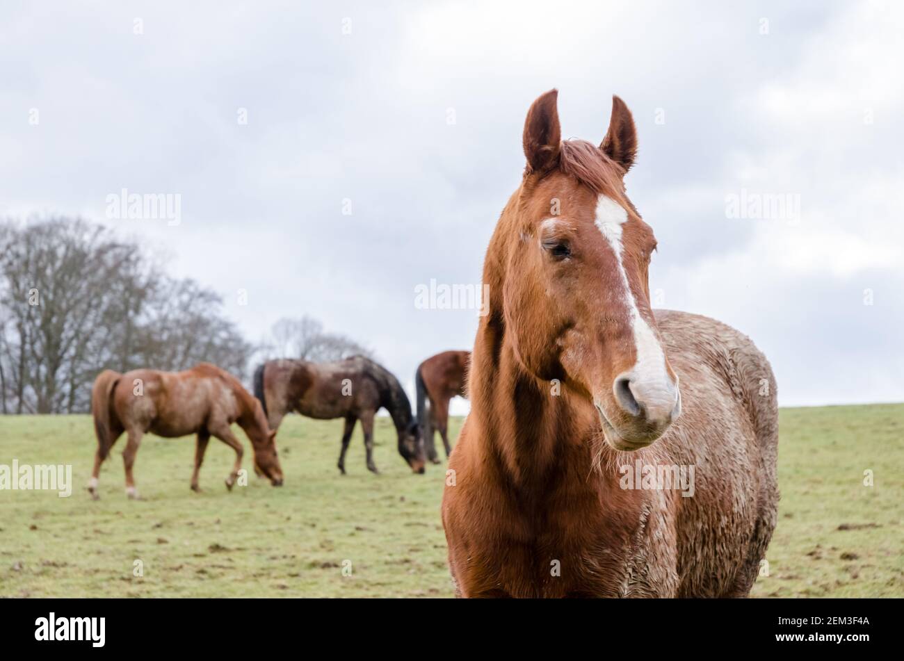 White spot on forehead hi-res stock photography and images - Alamy