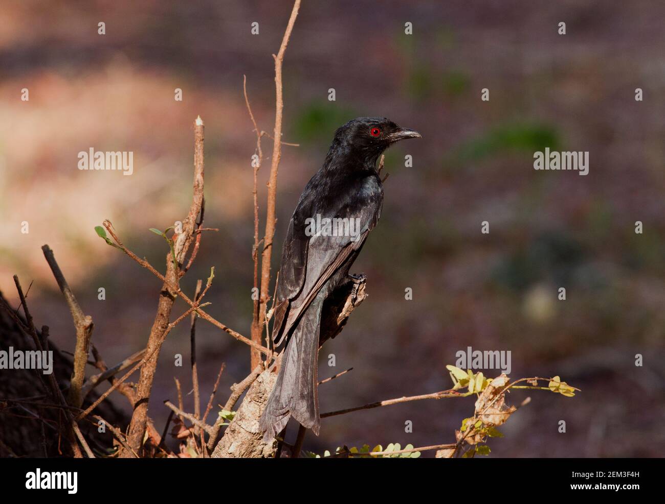 The Fork-tailed Drongo is a common and widespread bird of the savannas ...