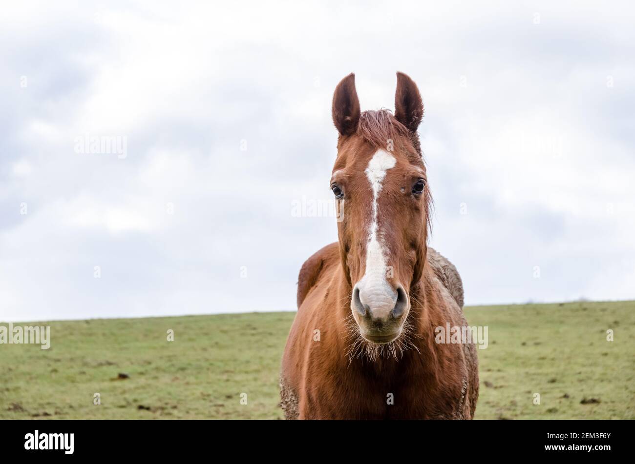 Irregular white blaze hi-res stock photography and images - Alamy