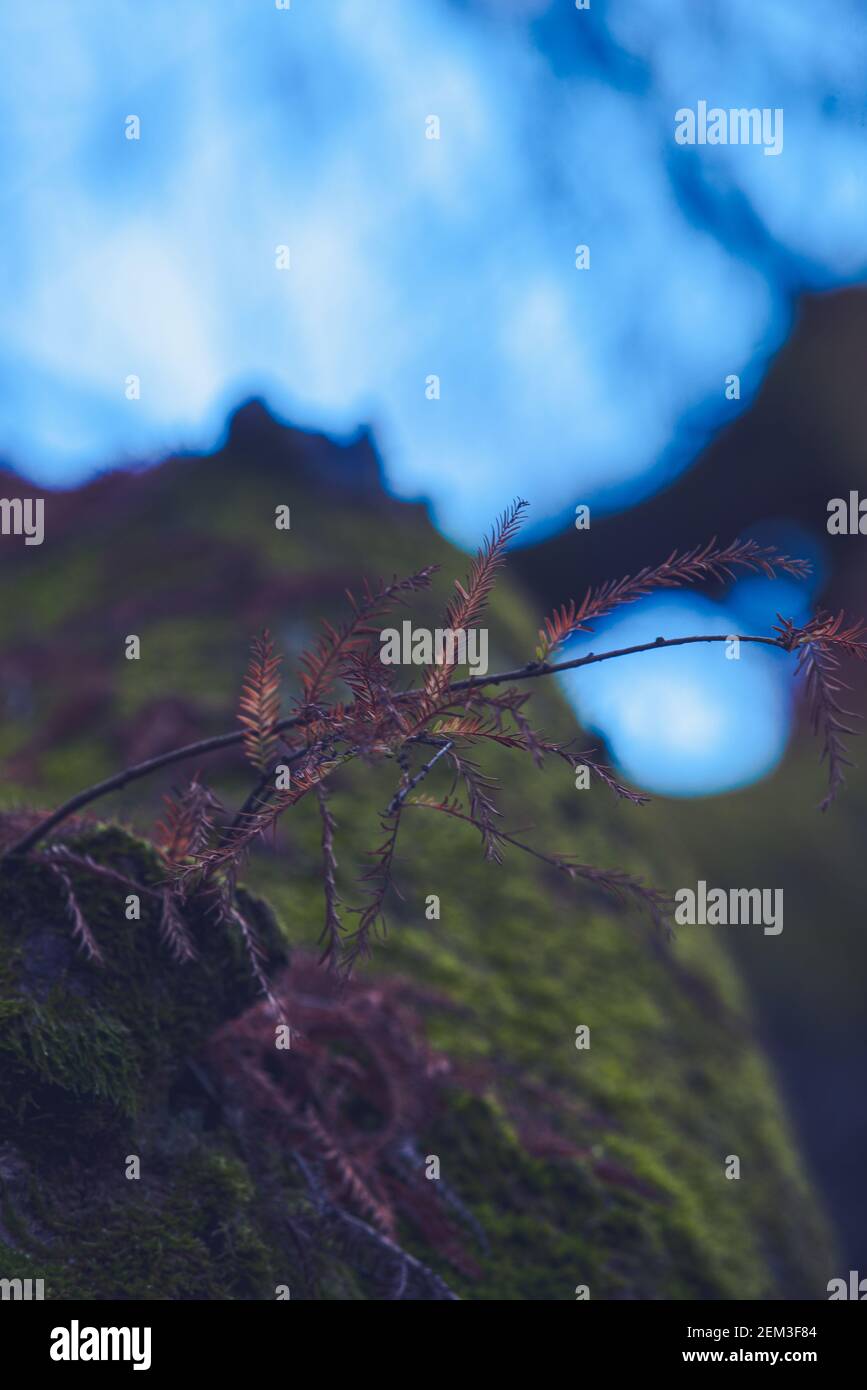 Little branch growing from big tree Stock Photo - Alamy